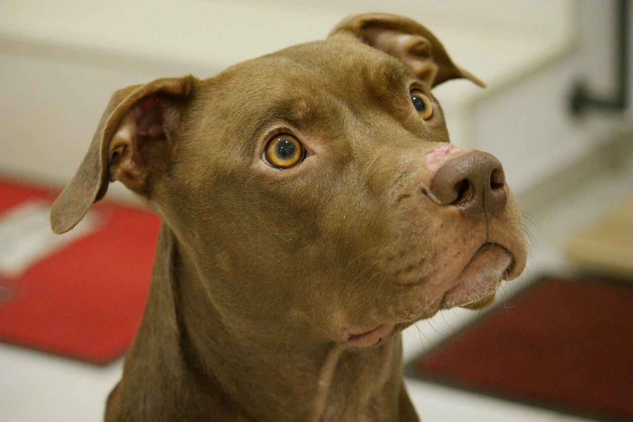 Long Haired Pitbulls: Wonders of This Fascinating Canine (2025)