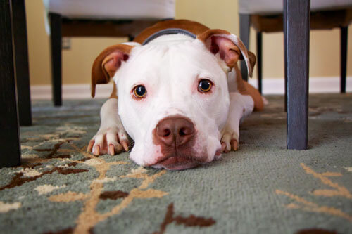 Long Haired Pitbulls: Wonders of This Fascinating Canine (2023)