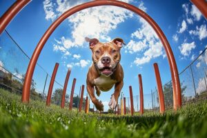 How to Train Your Pitbull for Advanced Tricks